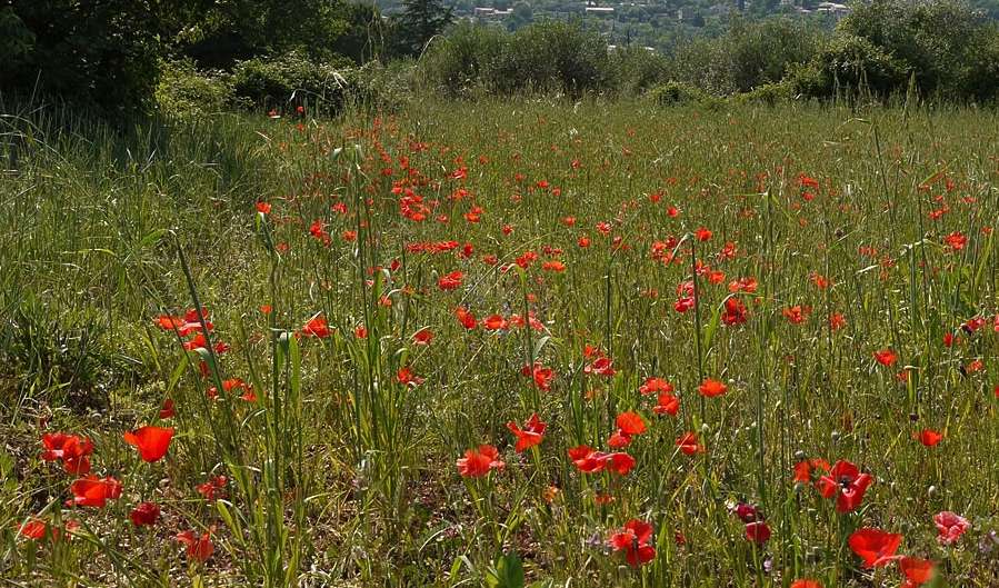 The Wild Spring Flowers of Provence | SeeProvence.com