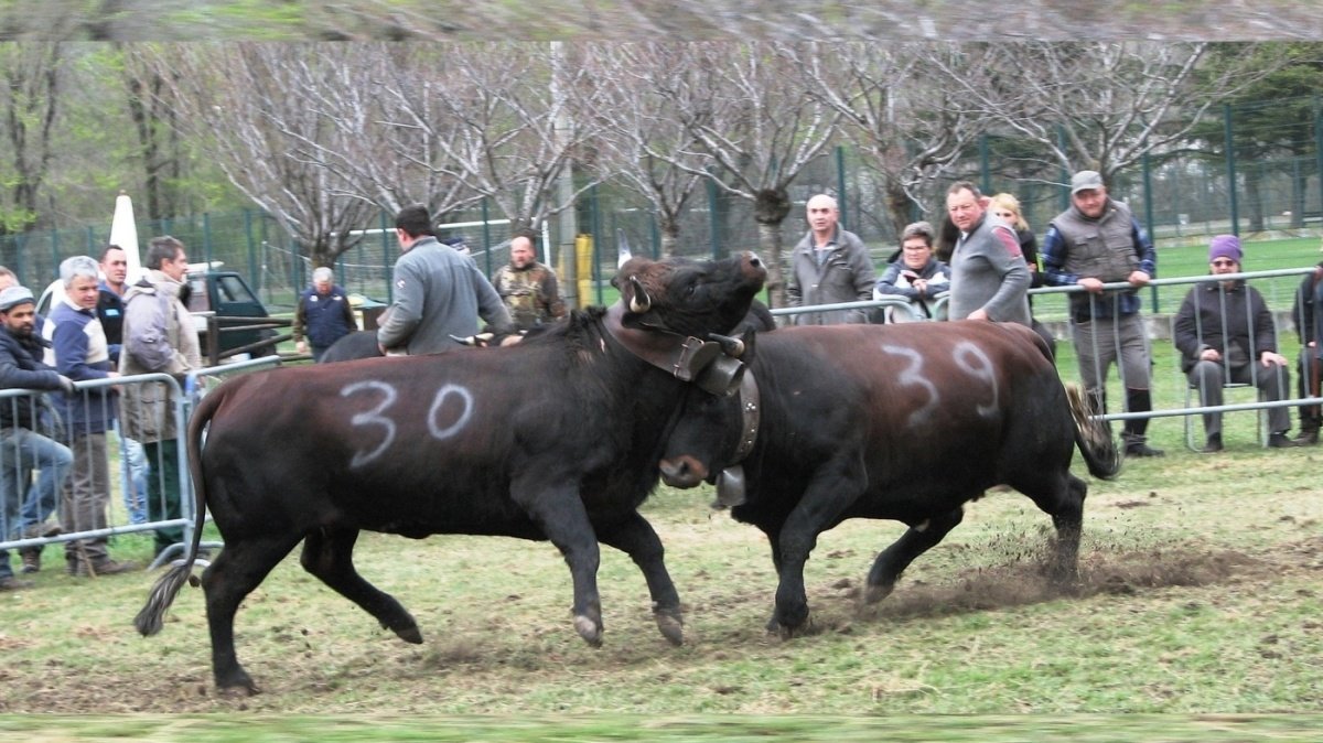 Fight of the Cows – Rencontre Internationale des Reines, Chamonix ...
