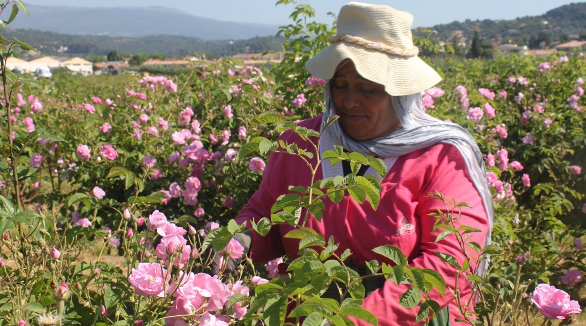 Perfume making in Grasse listed as UNESCO heritage