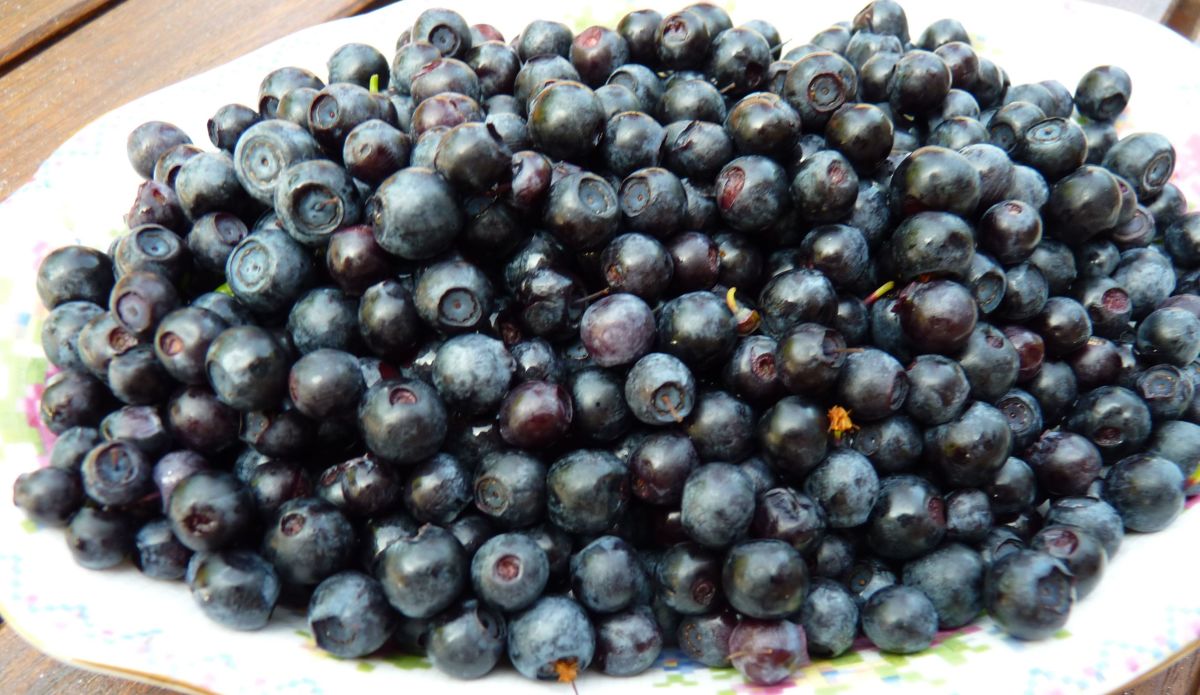 Bilberries - Myrtilles | SeeMorzine.com