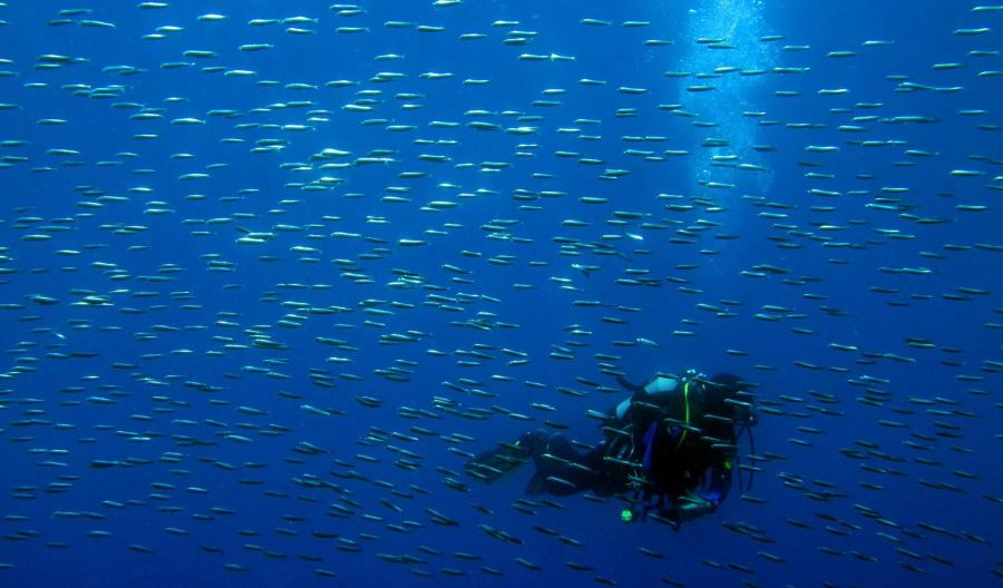 Diving centres in Nice