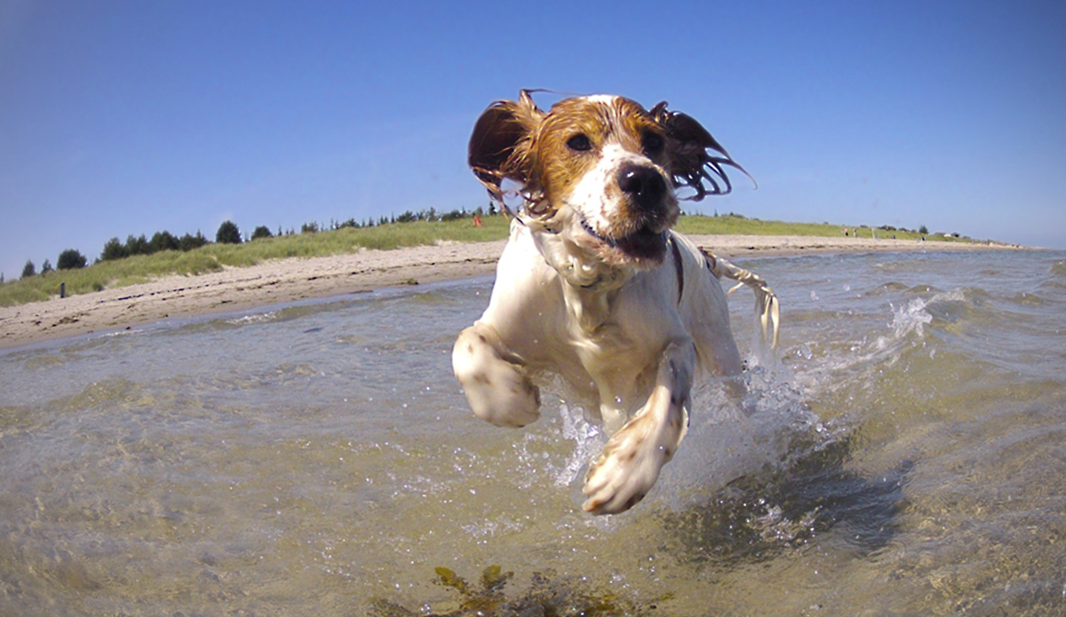 All paws welcome in Arta | SeeMallorca.com